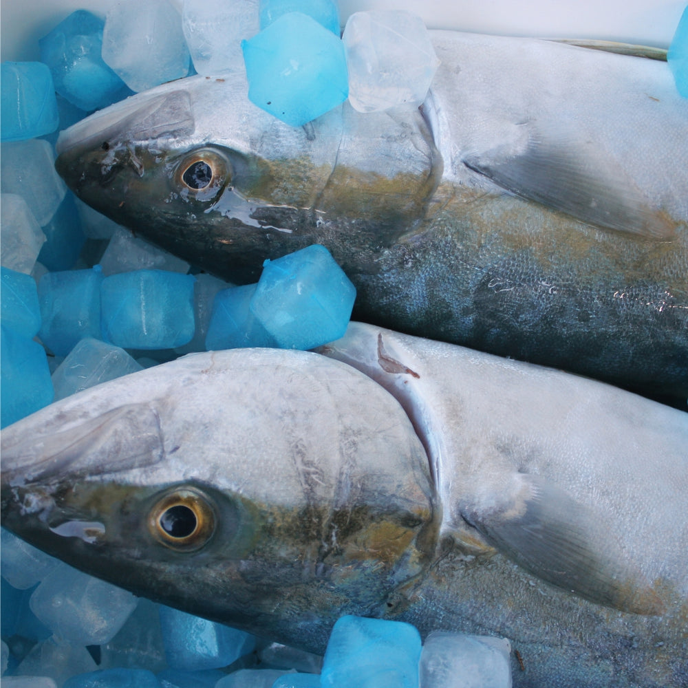 Ezee Freeze | World's First Reusable Ice pack